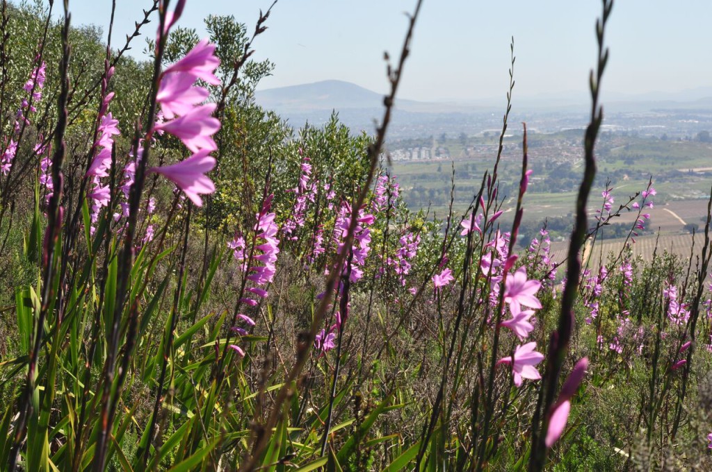 Mooiplaas Wine Estate & Private Nature Reserve – Gallery