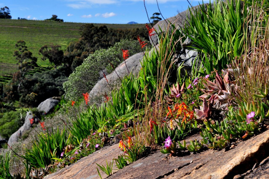 Mooiplaas Wine Estate & Private Nature Reserve – Gallery