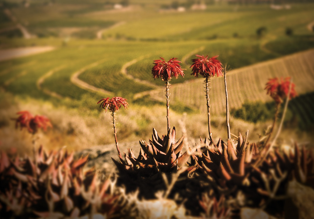 Mooiplaas Wine Estate & Private Nature Reserve – Gallery