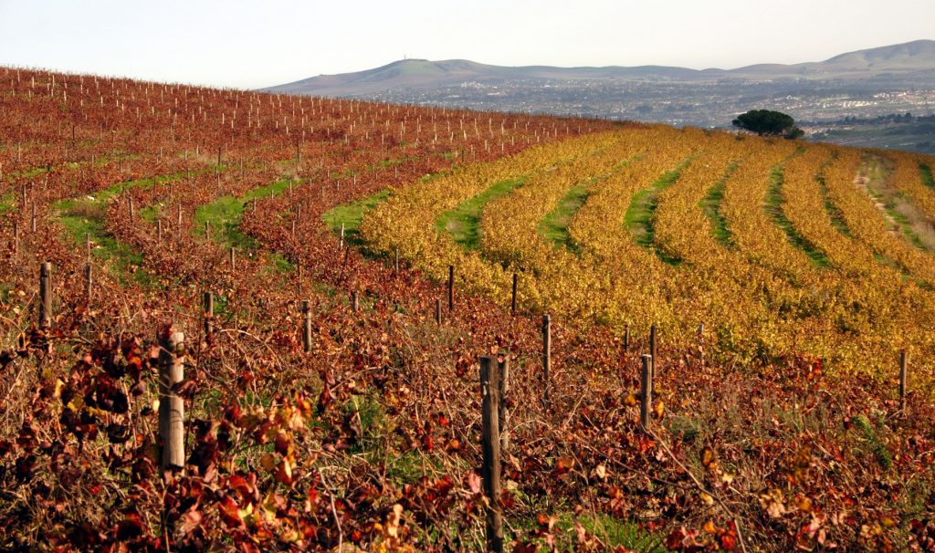 Mooiplaas Wine Estate & Private Nature Reserve – Gallery