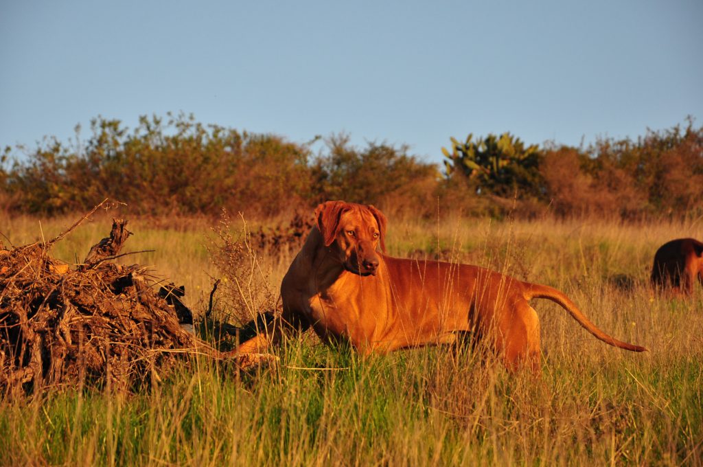 Mooiplaas Wine Estate & Private Nature Reserve – Gallery