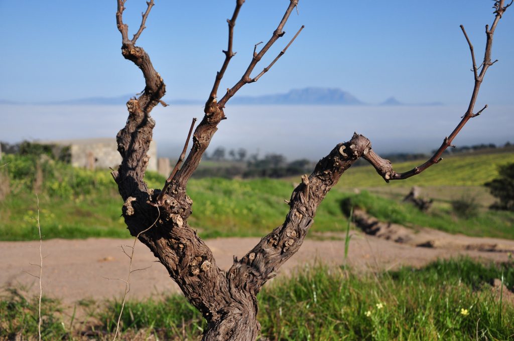 Mooiplaas Wine Estate & Private Nature Reserve – Gallery