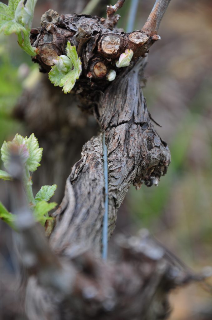 Mooiplaas Wine Estate & Private Nature Reserve – Gallery